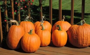 Pumpkin Parts. Learn The Anatomy of Pumpkins.