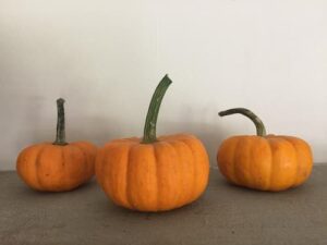 Jack Be Little pumpkins. JBLs the little guys in the pumpkin patch.