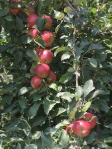 Apple Kuchen Recipe. How To Make Homemade Apple Recipes.