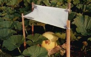 Pumpkin Weather Protection. Protect Plants from the Elements.