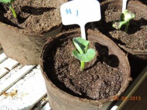 Pumpkin Seed Germination, Germinating Pumpkin Seeds.