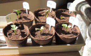 Pumpkin Seed Germination, Germinating Pumpkin Seeds.
