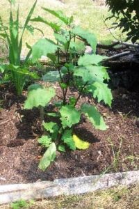 Pumpkin on a Stick Plant. How To Grow Ornamental Eggplant.
