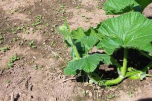 Pumpkin Vines - Care and Maintenance of Pumpkin Vines.