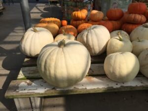 Pumpkins. How to Grow Pumpkins, Growing Giant Cucurbita.