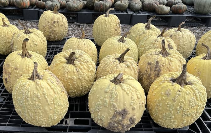 Pumpkin Pictures. Gallery of Pumpkin Pictures.